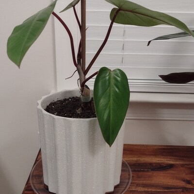 Pothos in Hanging Planter - Etsy