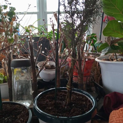 Variegated Scented Geranium Topiary 6 Pot Braids and Twists - Etsy