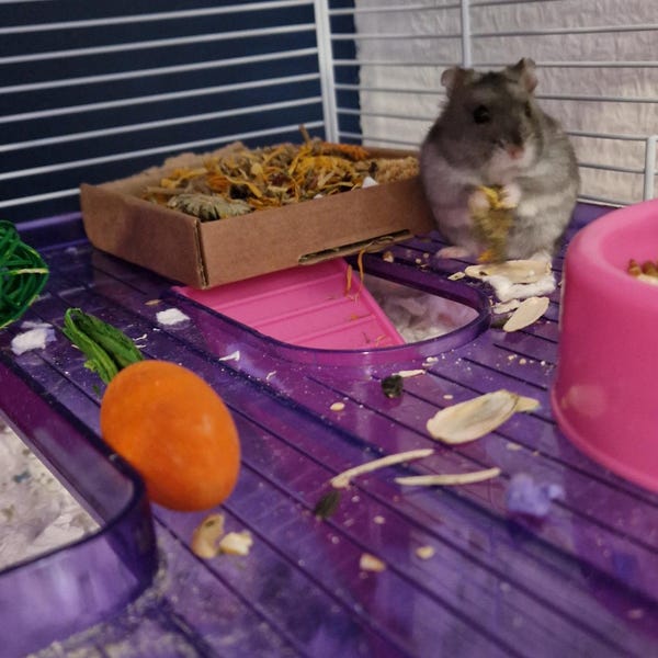 Forage Box | Rabbits, Guinea Pigs, Hamsters, Rats - Etsy UK