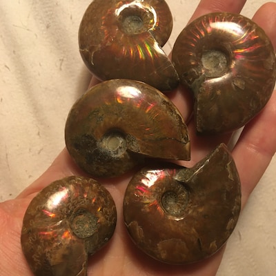 Raw Ammonite Ammolite Fossil Rainbow Iridescent Opalized Ammonite ...