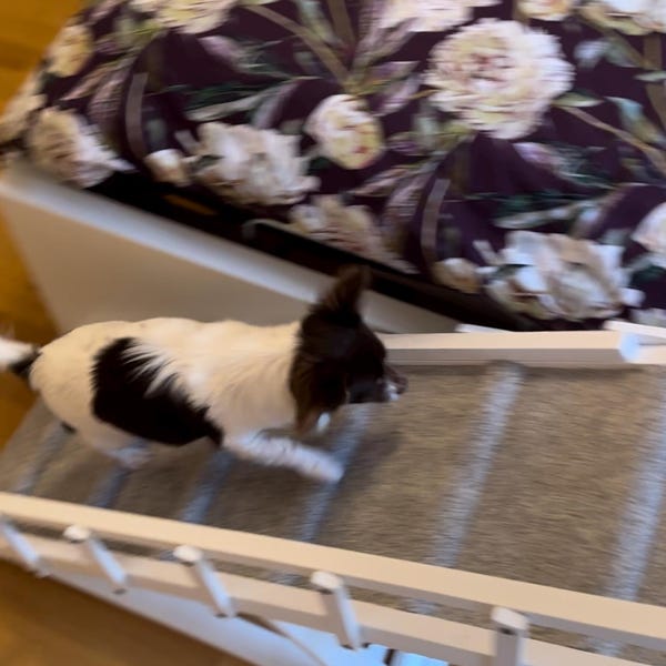 Pet Ramp With Foldable Rails | 4 Height Levels | Adjustable | Steps - Etsy