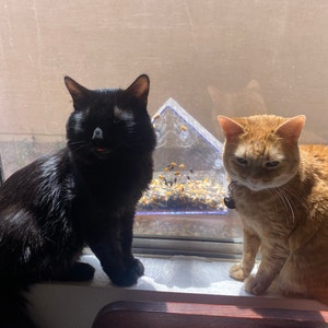 Cat Notepads Set of 4, Cute Cat Stationery Set, Notepad for Teacher ...