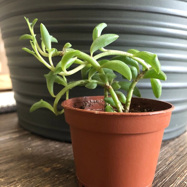 Live Potted String of Dolphins Plant 2 Inch Pot senecio Peregrinus rare ...