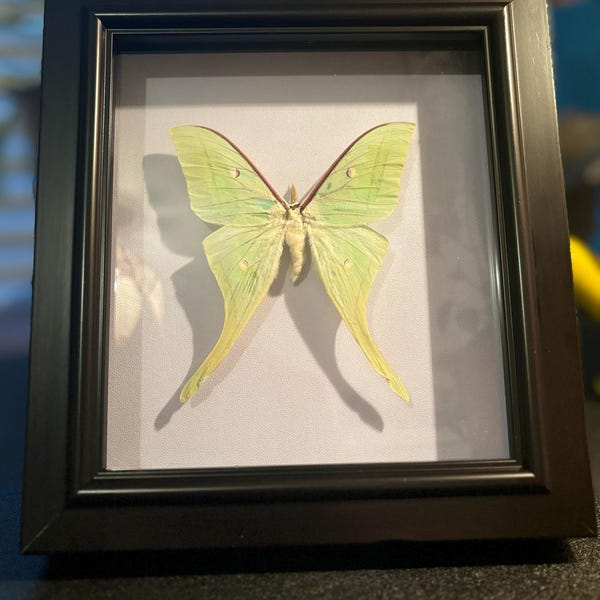 Butterfly Specimen in Glass Cover, Real Insect Specimen, Butterfly ...