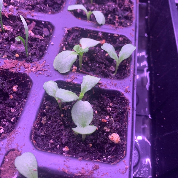 Burgundy Beau Scabiosa Seeds, Pincushion, Scabiosa Atropurpurea SC0620 ...