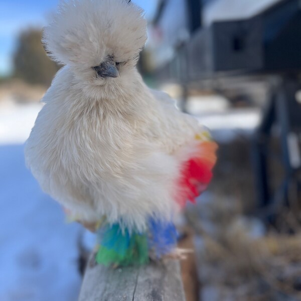 Rainbow Chicken Tutu - Etsy