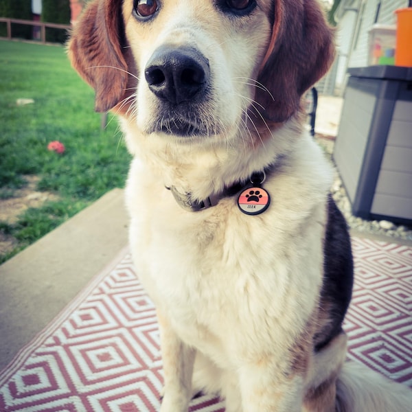 Love Your Pets Soundless Designer Pet ID Tag - Deep Engraved Silicone ...