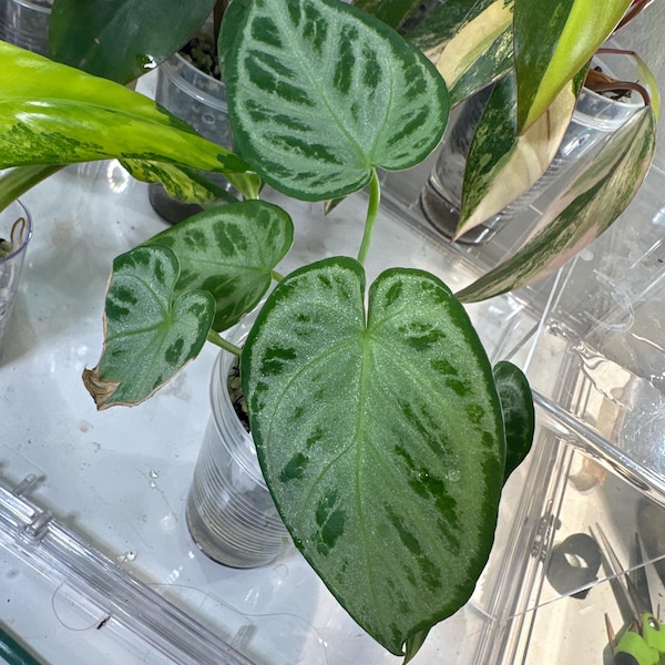 Monstera Deliciosa "thai Constellation" Variegated SM-MD 2-3 Leaf ...