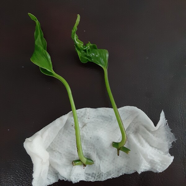 Manjula Pothos Cutting | Plant Cutting | Pothos Cutting | Single Node ...