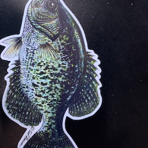 Bluegill Vinyl Decal | Etsy