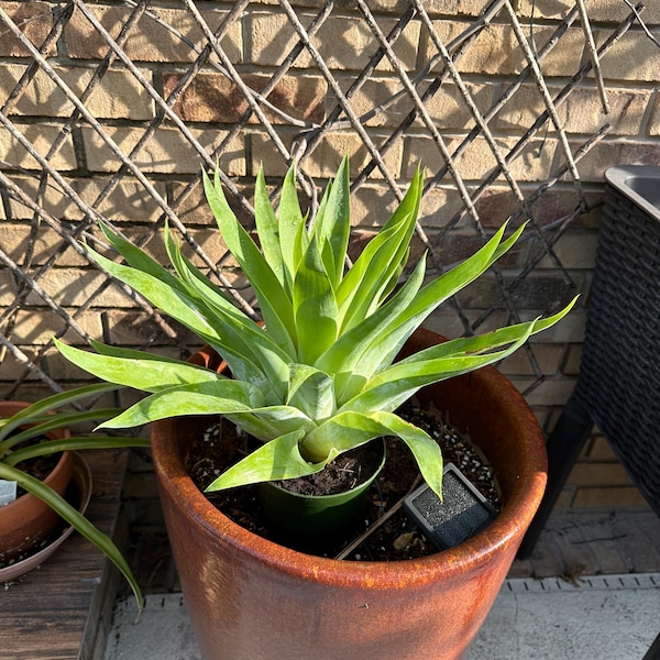 Catopsis Berteroniana: Carnivorous Bromeliad - Etsy