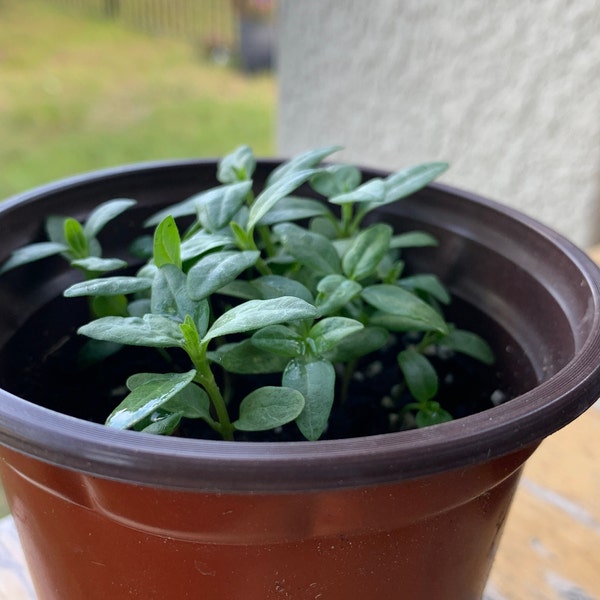Fiesta Del Sol, Dwarf Mexican Sunflower Seeds - Etsy