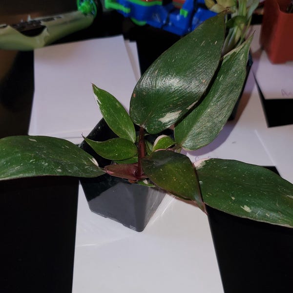 Philodendron Birkin Galaxy Starter Plant ALL STARTER PLANTS Require You ...