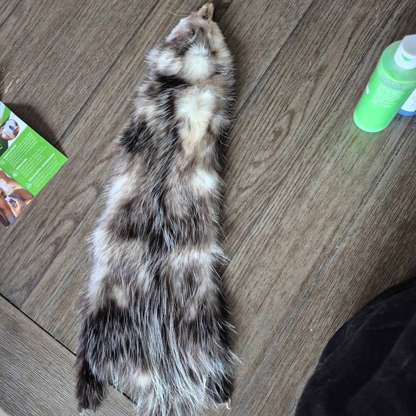 Professionally Soft Tanned Large #1 Grade Iowa Raccoon/coon Hide/pelt ...