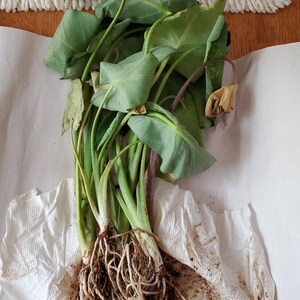 Elephant Ear loti 5 Plant - Etsy