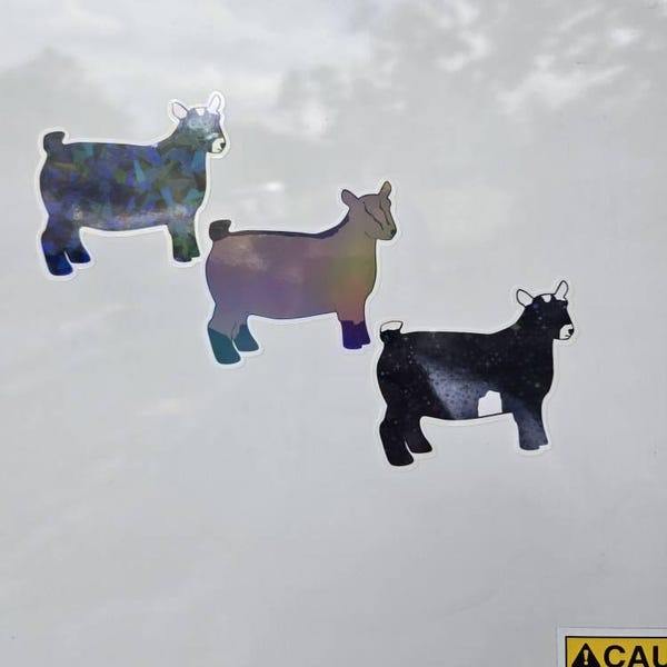 Full Color Show Goat-full Color Show Goats-boer Doe-boer Wether-jackpot ...