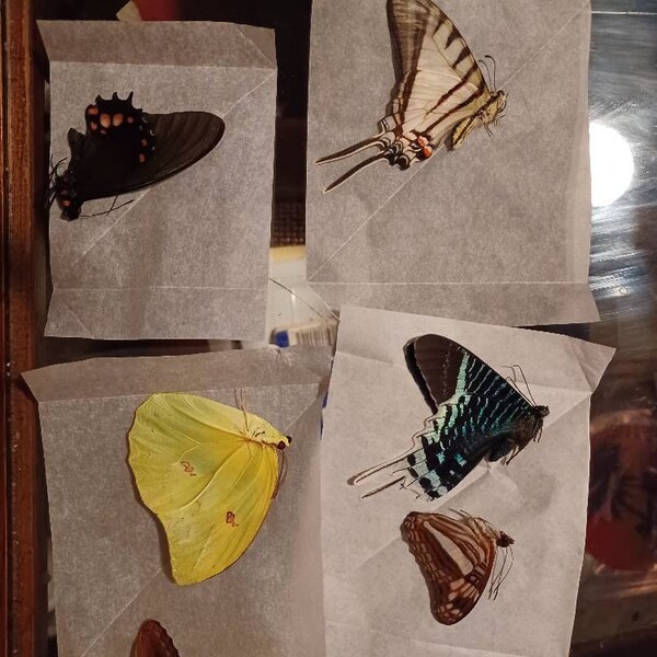 Giant Roly Poly Pill Bug, Sphaeropoeus Lugubris, Mounted in a Bell Jar ...