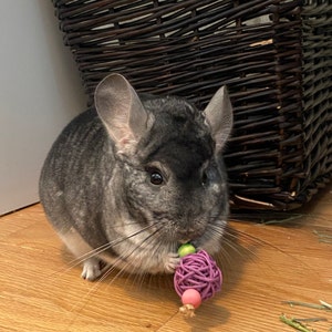 10pc Chinvilla Chinchilla Chew Toy Bundle FREE SHIPPING - Etsy