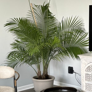 European Fan Palm With Pot and Soil Live Palm Tree Garden Plant Kit ...