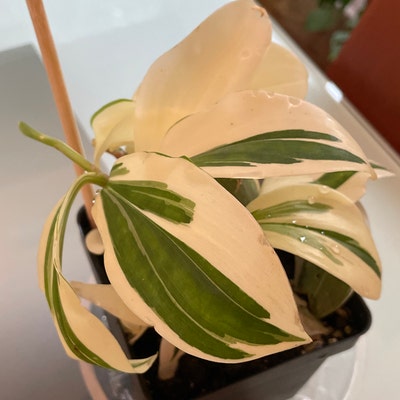 Variegated Spiral Ginger Costus Arabicus Variegatus - Etsy