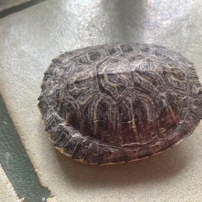 Red Eared Slider Turtle Shells 3 4 Inch CHOOSE Your QUANTITY TU22 - Etsy