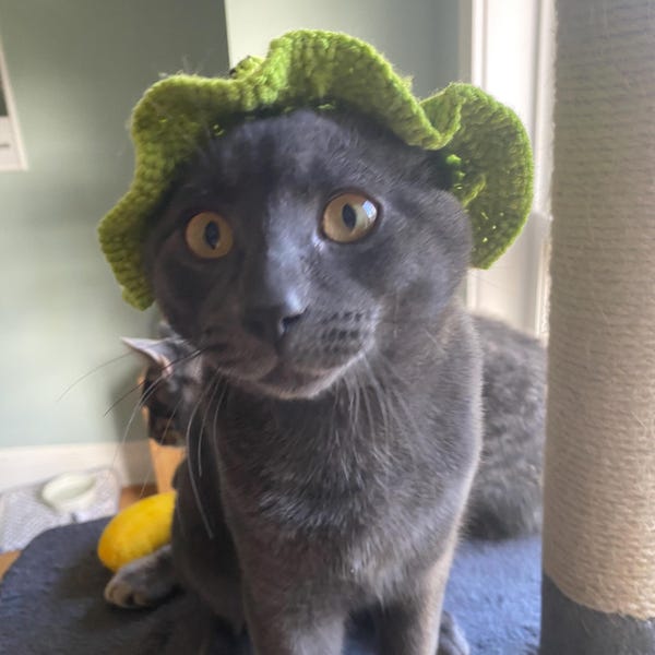 Cat Birthday Outfit | Crochet | Knitted | Letterbox Gift | Handmade ...