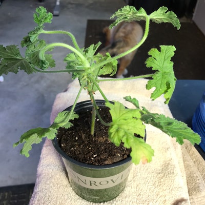 Arrowhead Houseplant Syngonium - Etsy