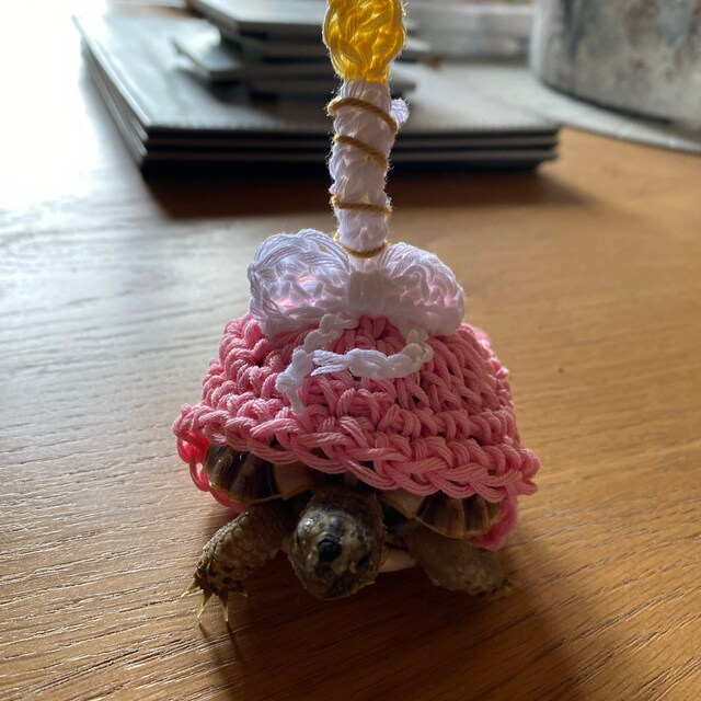Unique handmade tortoise outfits by Tortiethreads1 on Etsy