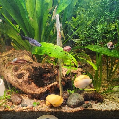 Organic Catappa Bark for Betta Fish, Shrimp Tropical Fish Freshwater ...