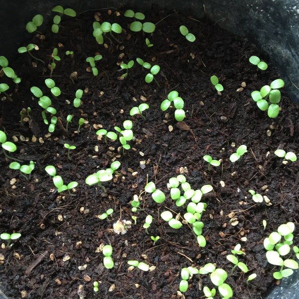 2 Hat Giong Trai Gac GAC FRUIT Gac Melon Vine Momordica Cochinchinensis ...