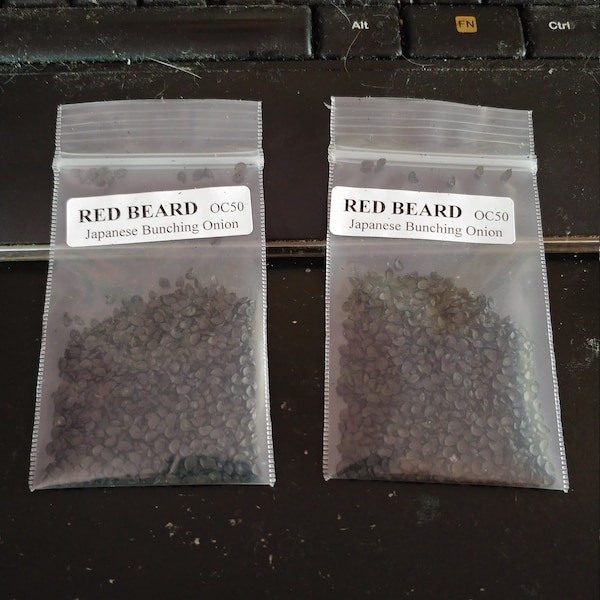 1000 RED BEARD Japanese Bunching Onion Seeds; 紅鬍子青蔥; Novelty yet Edible ...