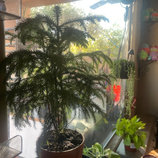 Mican Philodendron Velvet Leaf Philo Indoor & Outdoor Live Tropical ...