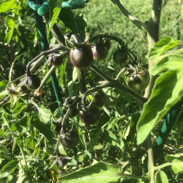Indigo Cherry Drop Tomato (f1 Hybrid, Indeterminate, Certifed Organic ...