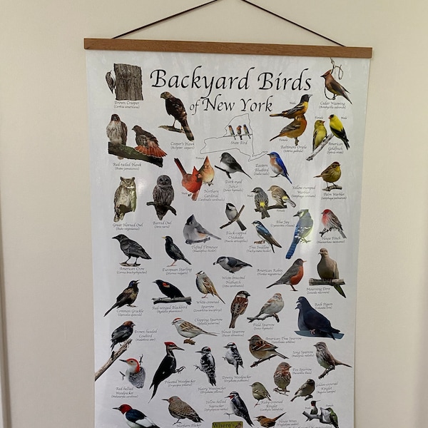 Backyard Birds of Georgia Bird Identification Poster Print / Field ...