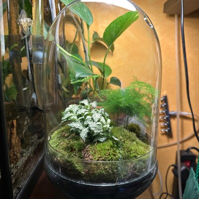 Plant Terrarium Kit Palm 3 Terrarium Plants Closed Terrarium Plants Do ...