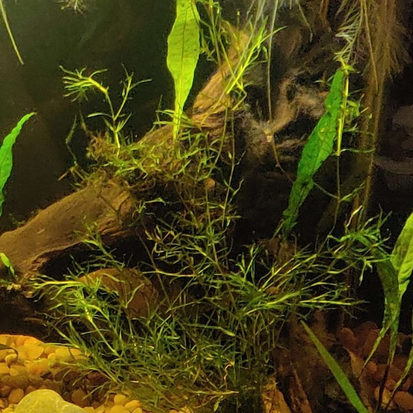 Nymphaea "sunfire" Water Lily (sprouted Tuber - Rhizome) / Pink Water ...