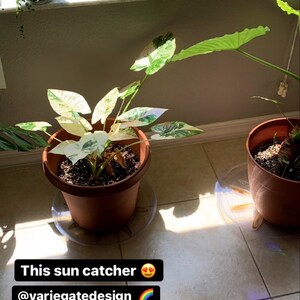 STICKER Plant Mutha Rainbow Making Suncatcher Window Decal - Etsy