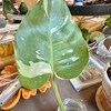 Philodendron Pink Princess Marble in 4" Pot, High Variegation - Etsy