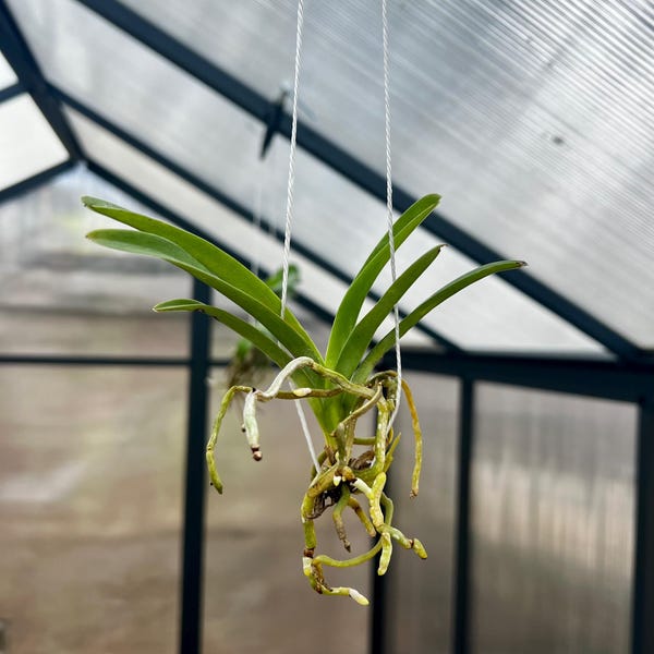 Premium Vanda Orchids - Choose - Free Shipping - Etsy