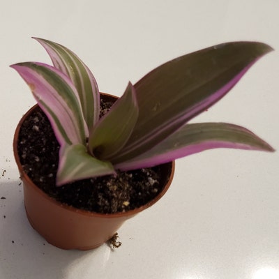 Rhoeo Discolor Tricolor tradescantia Spathacea - Etsy