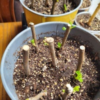 100 japanische Quittensamen. 100 frische Samen Chaenomeles japonica ...