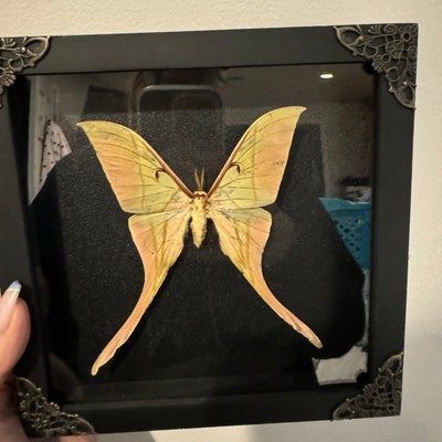 Real Framed Butterfly Handmade Shadow Box Insect Frame Taxidermy ...