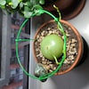 25 Dalbergia Melanoxylon Seeds, African Blackwood Seeds , Grenadilla ...