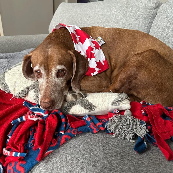 Cincinnati Reds Bandana / Cincinnati Reds / Dog • Cat Bandana / Pet ...