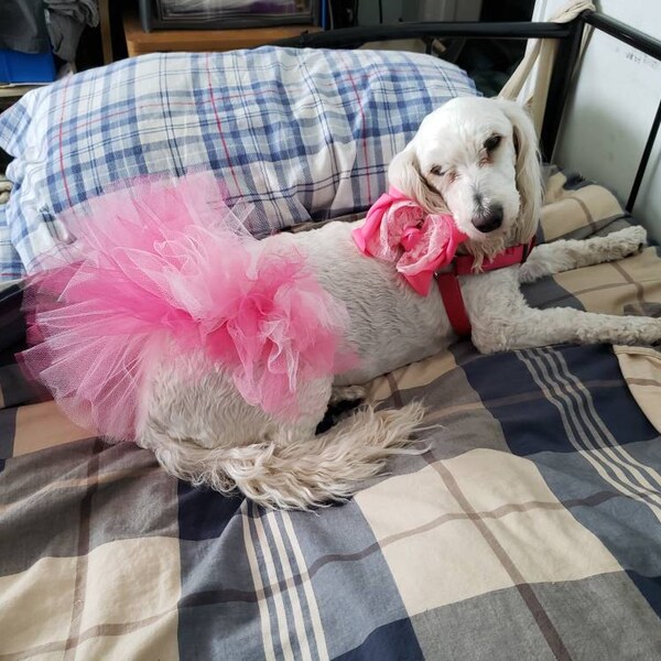 Dog Tutu: Pink Mix Tutu fuscia Pink, Bubblegum Pink, Baby Pink Small ...