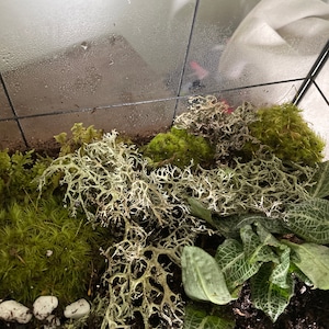 2 Pack Pixie Cup Live Lichen Moss for Terrariums Fairy Gardens | Etsy