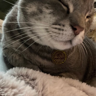 Binx is My Boo SVG - Etsy