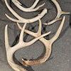 Deer Antlers - Fresh White-tailed Deer Matching Set. Canadian Buck ...