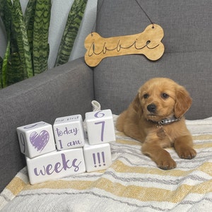 Cat Tag Cat Name Tag Hanging Tag Custom Tiny Cat Tag - Etsy