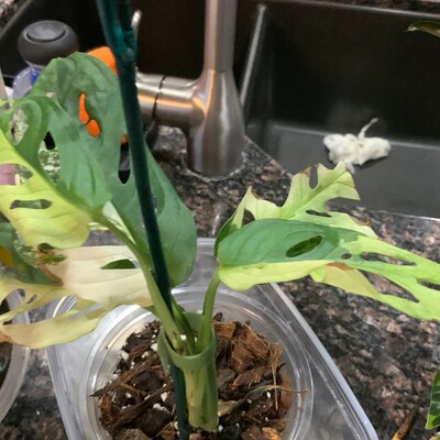 Monstera Adansonii Albo Cutting, Monstera Adansonii Albo Rooted Plant ...